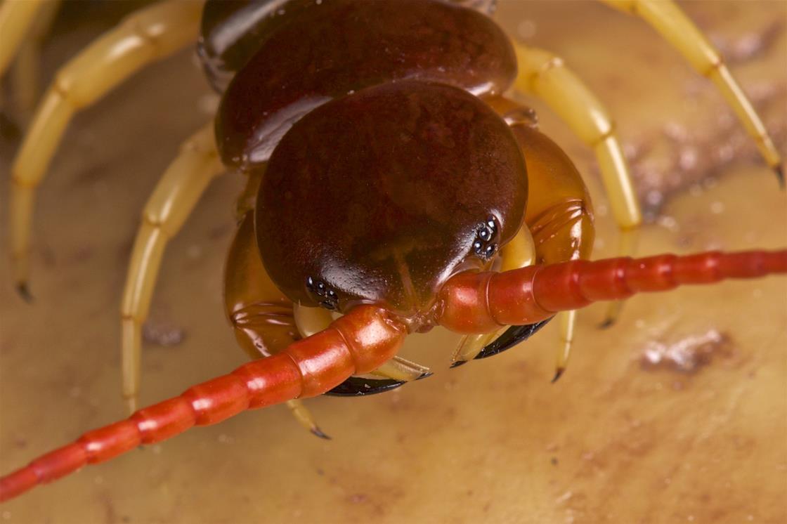 Deadly component of centipede venom identified | Research | Chemistry World