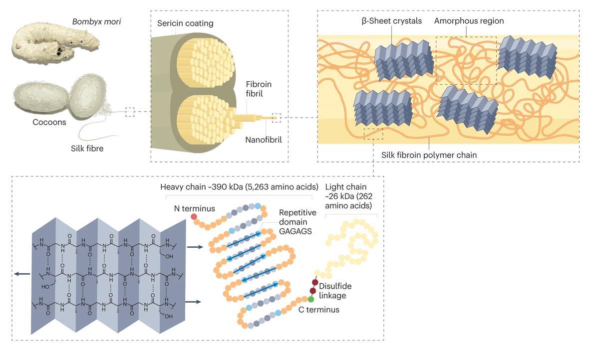 Medical uses for silk | Feature | Chemistry World