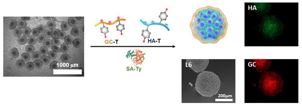 Keeping cell therapy under wraps | Feature | Chemistry World