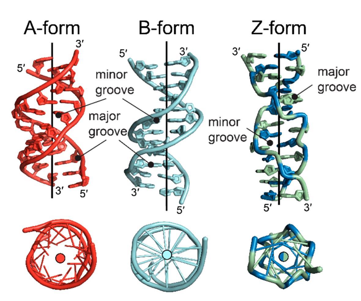 More than a mirror-image: left-handed nucleic acids | Feature ...