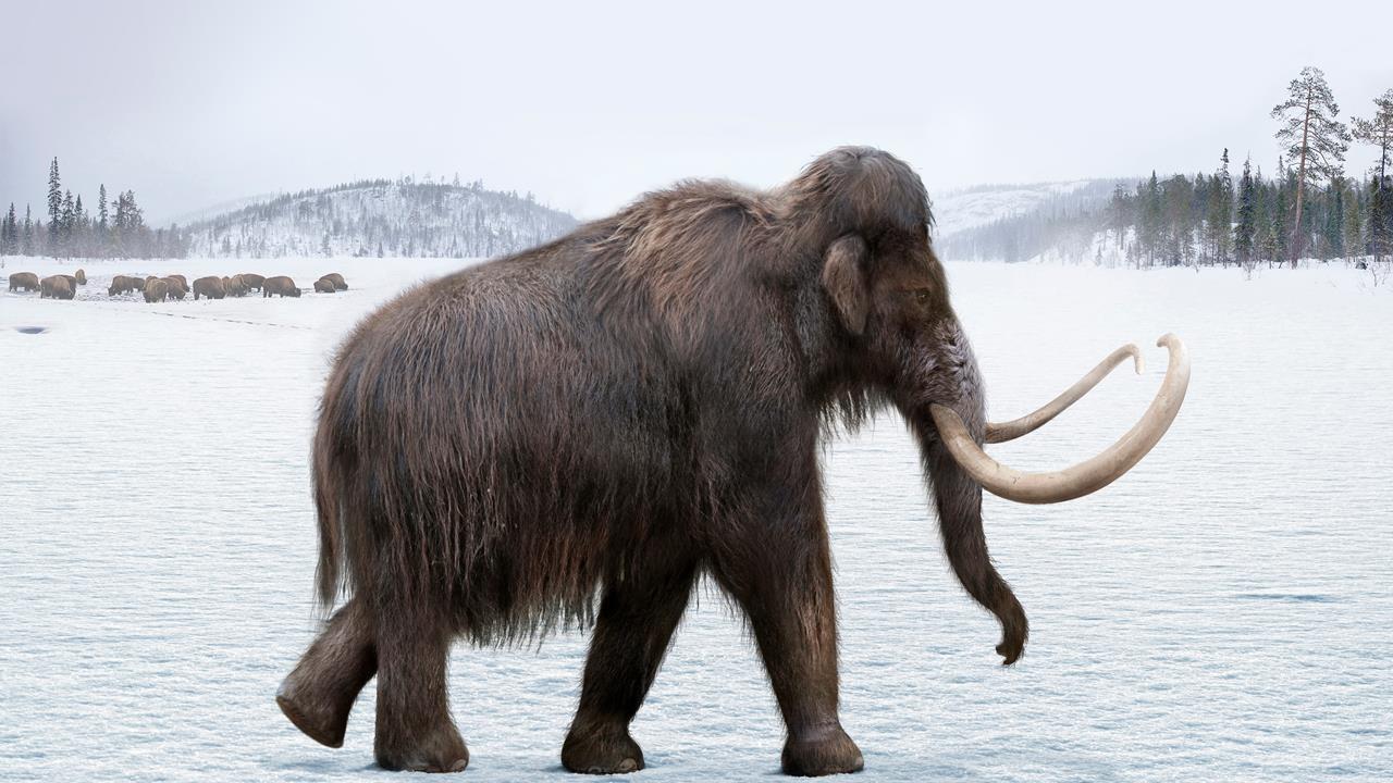 Tusk isotopes reveal a mammoth’s life | Research | Chemistry World