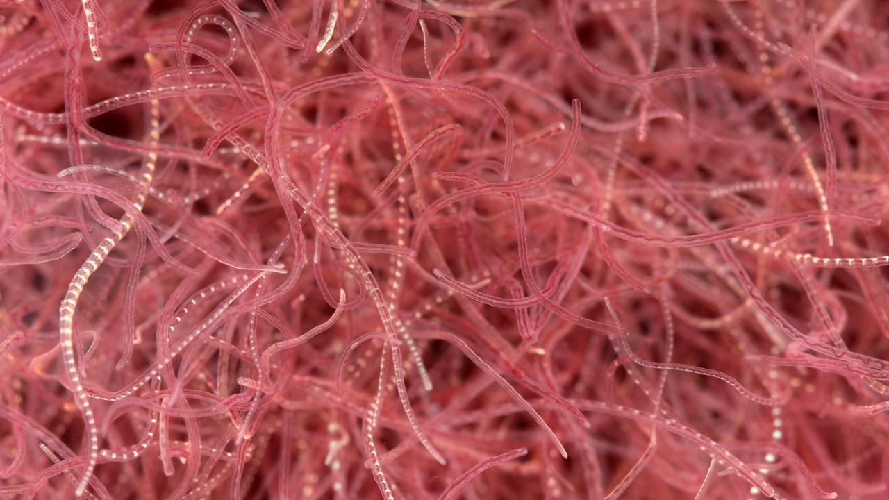 Wriggling worms help explain how certain polymers move and flow ...