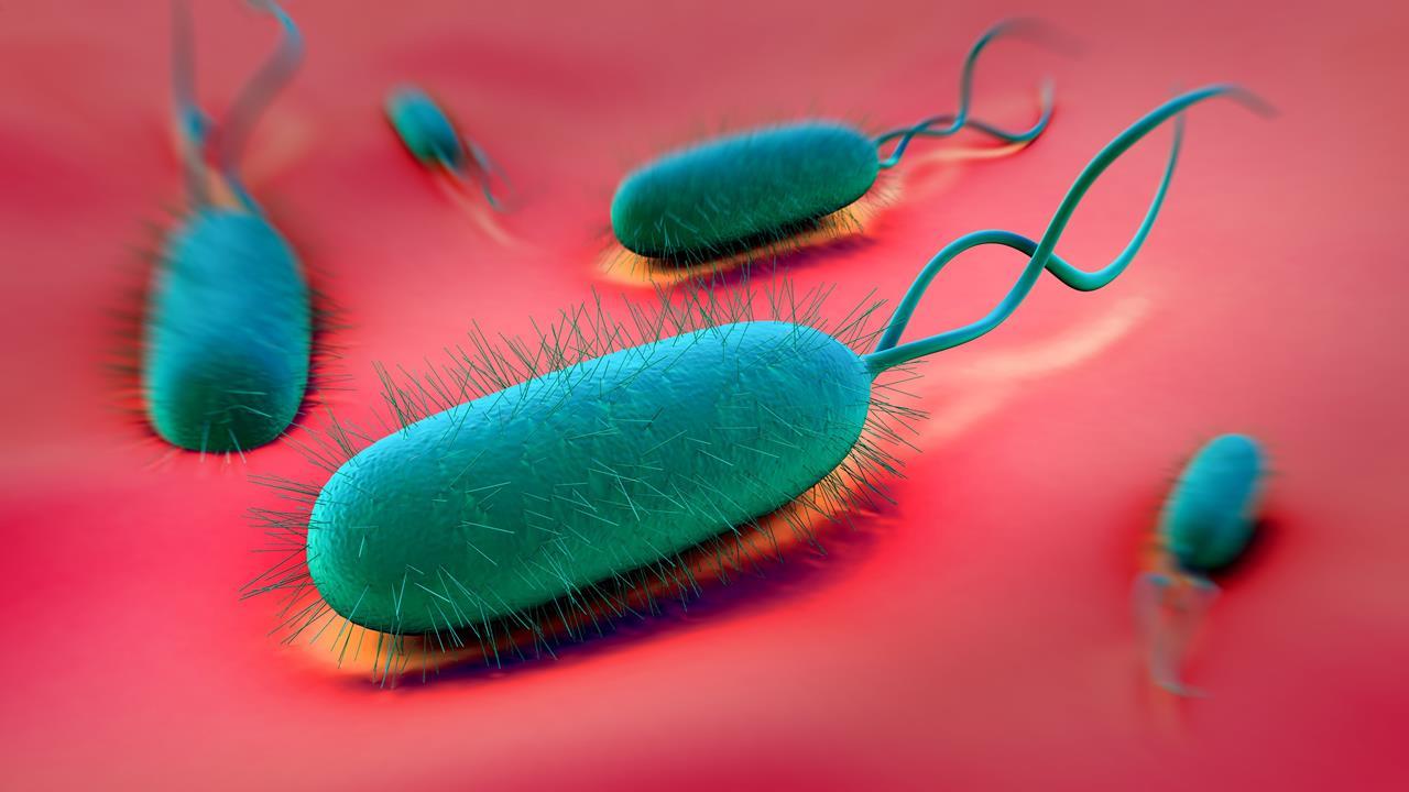 Bismuth drugs kill bacteria by disrupting metabolism | Research ...
