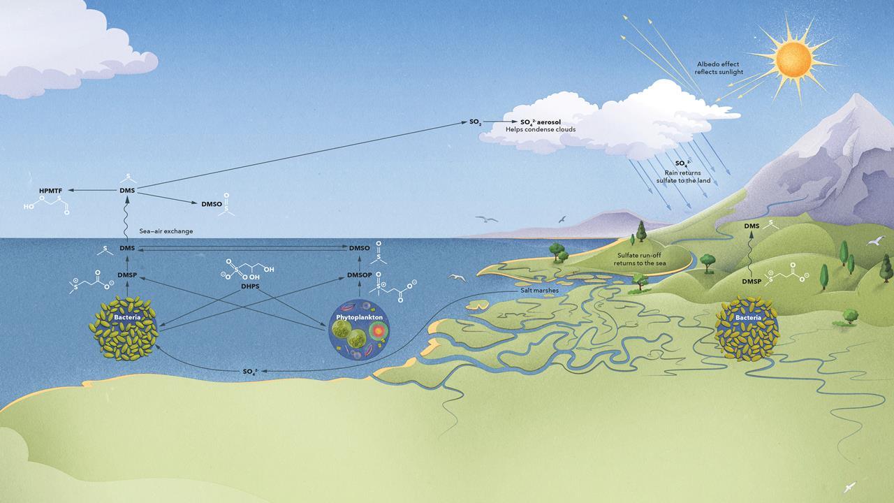 The secrets of the sulfur cycle | Feature | Chemistry World