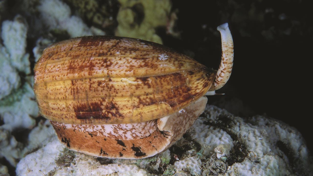 From venoms to medicine | Feature | Chemistry World