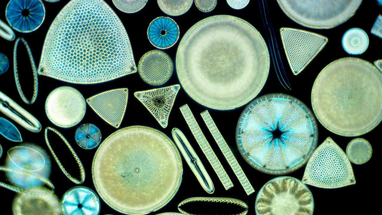 Proteins behind diatoms’ intricate nanoscale-patterned shells revealed ...