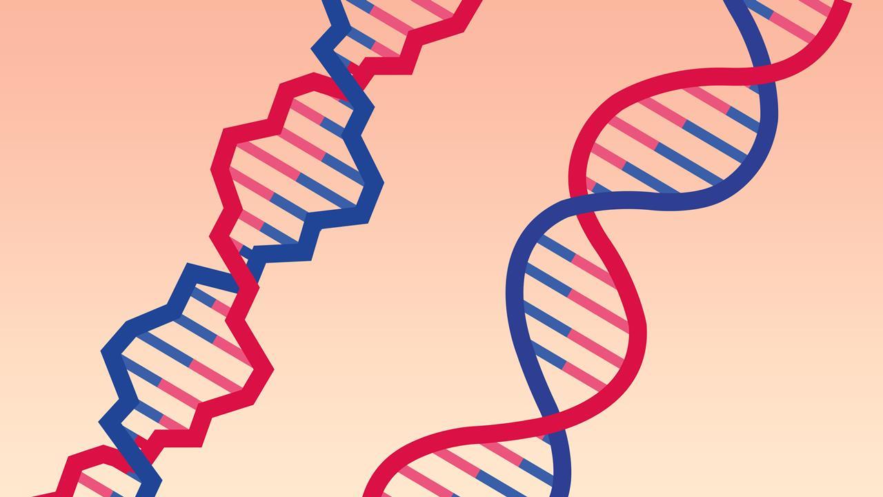 More than a mirror-image: left-handed nucleic acids | Feature ...
