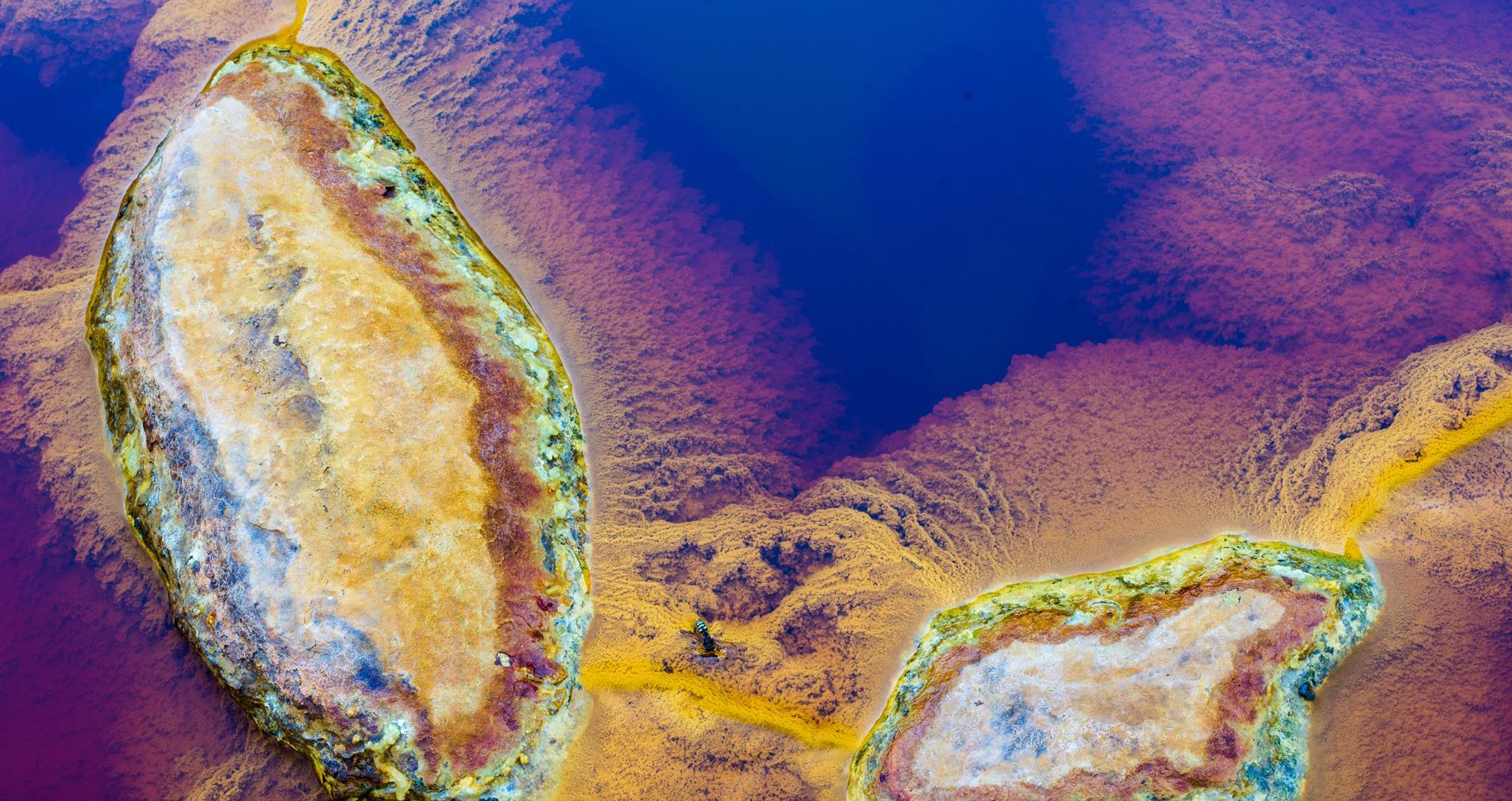 One small step for microorganisms: what extremophiles on Earth can ...
