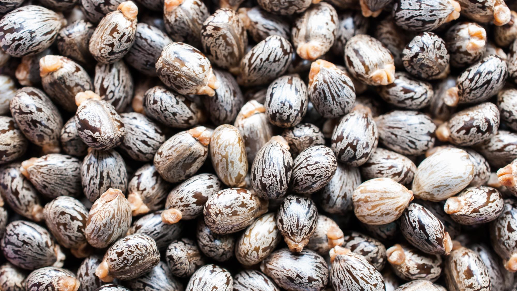 Castable polymers made from castor beans | Research | Chemistry World