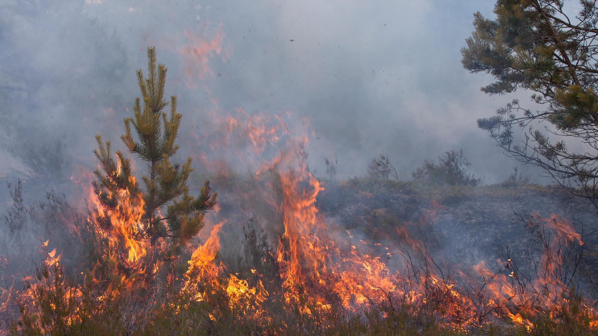Record-high carbon dioxide emissions from boreal fires | News ...