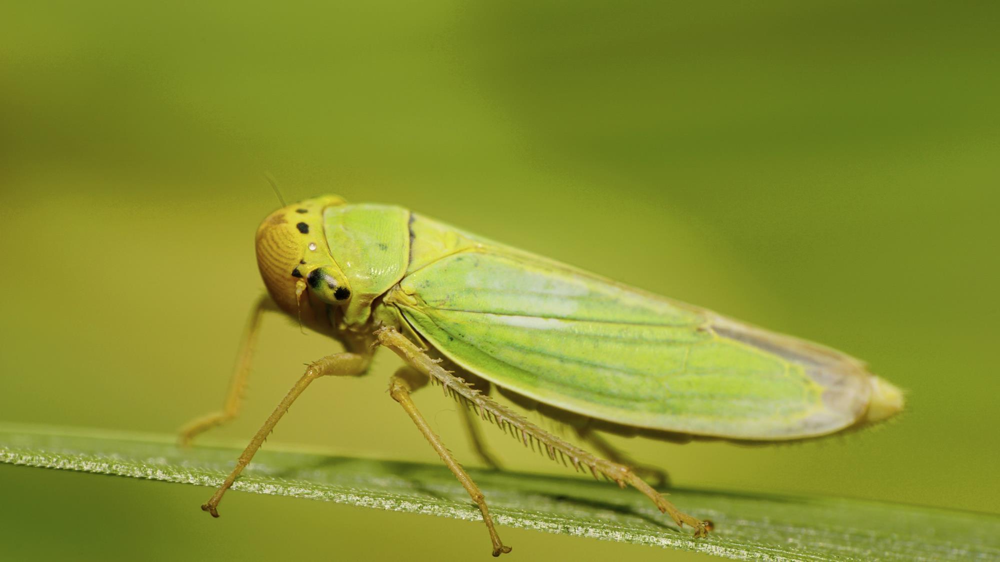 Pentagon’s pursuit of insect-delivered genetic modification of crops ...