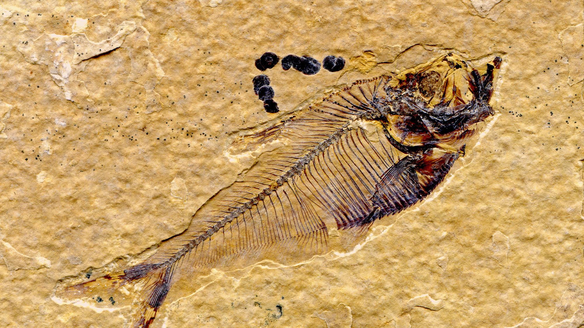 Rotting fish experiments reveal how organs fossilise | Research ...