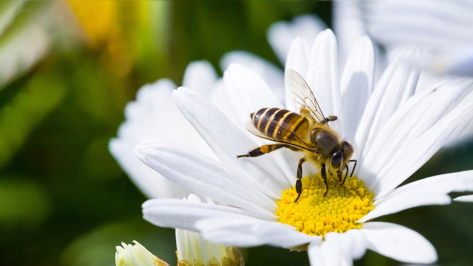 What you need to know about neonicotinoids | News | Chemistry World