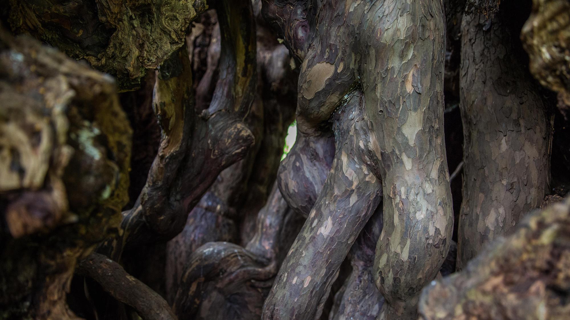 The toxic nature of yew, the tree of the dead | Opinion | Chemistry World