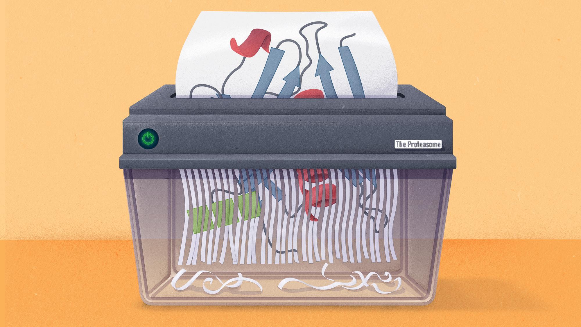 The promise of drugs that send proteins to the shredder | Feature ...