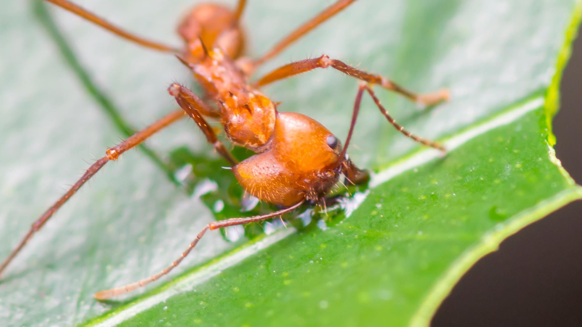 Heavy metal proteins are the secret weapon in ant bites | Research ...