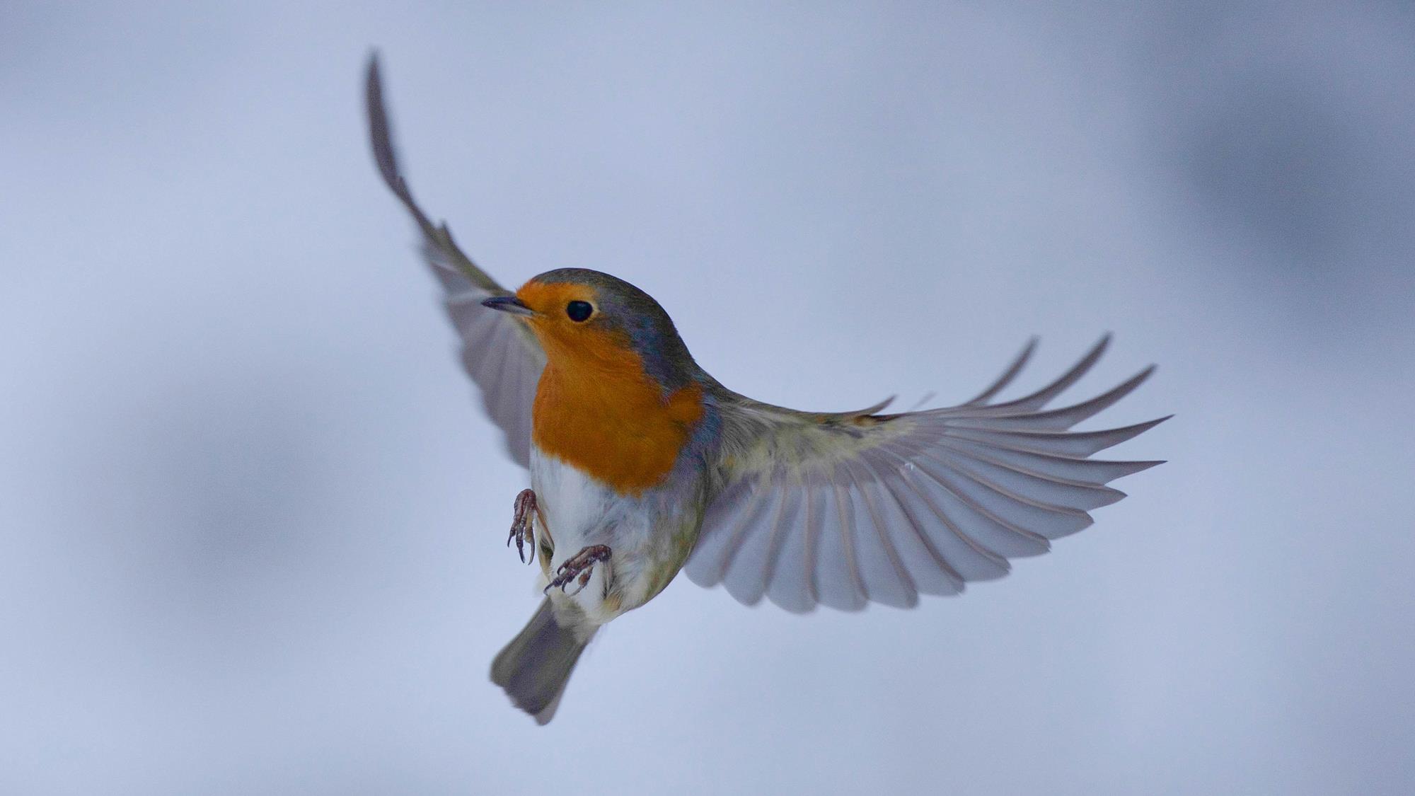 Quantum chemical reaction behind birds’ internal compass | Research ...