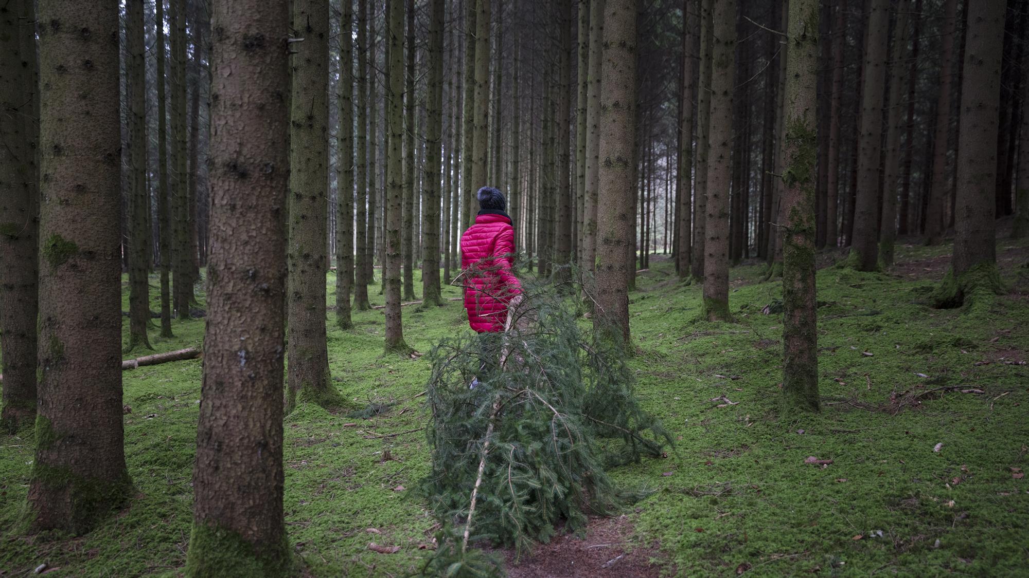 Mass spectrometry to catch Christmas tree thieves and timber ...