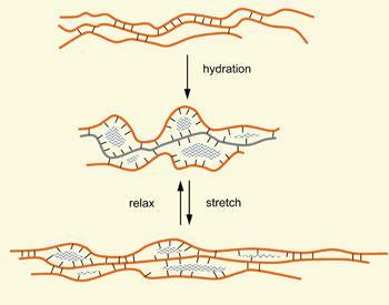 Bread chemistry on the rise | Feature | Chemistry World