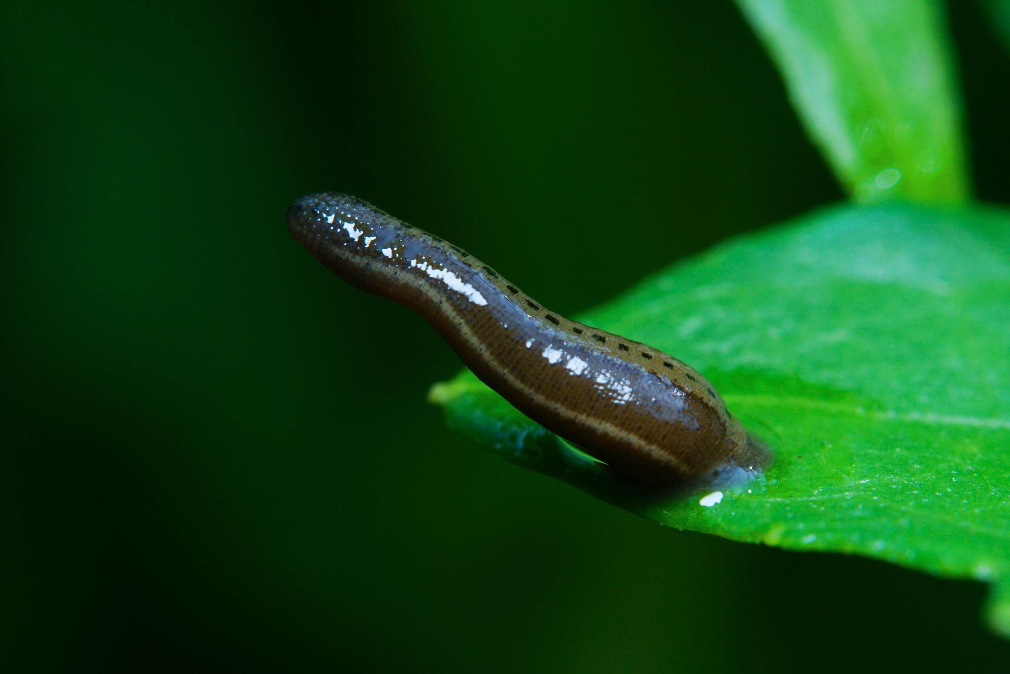 Hirudin | Podcast | Chemistry World