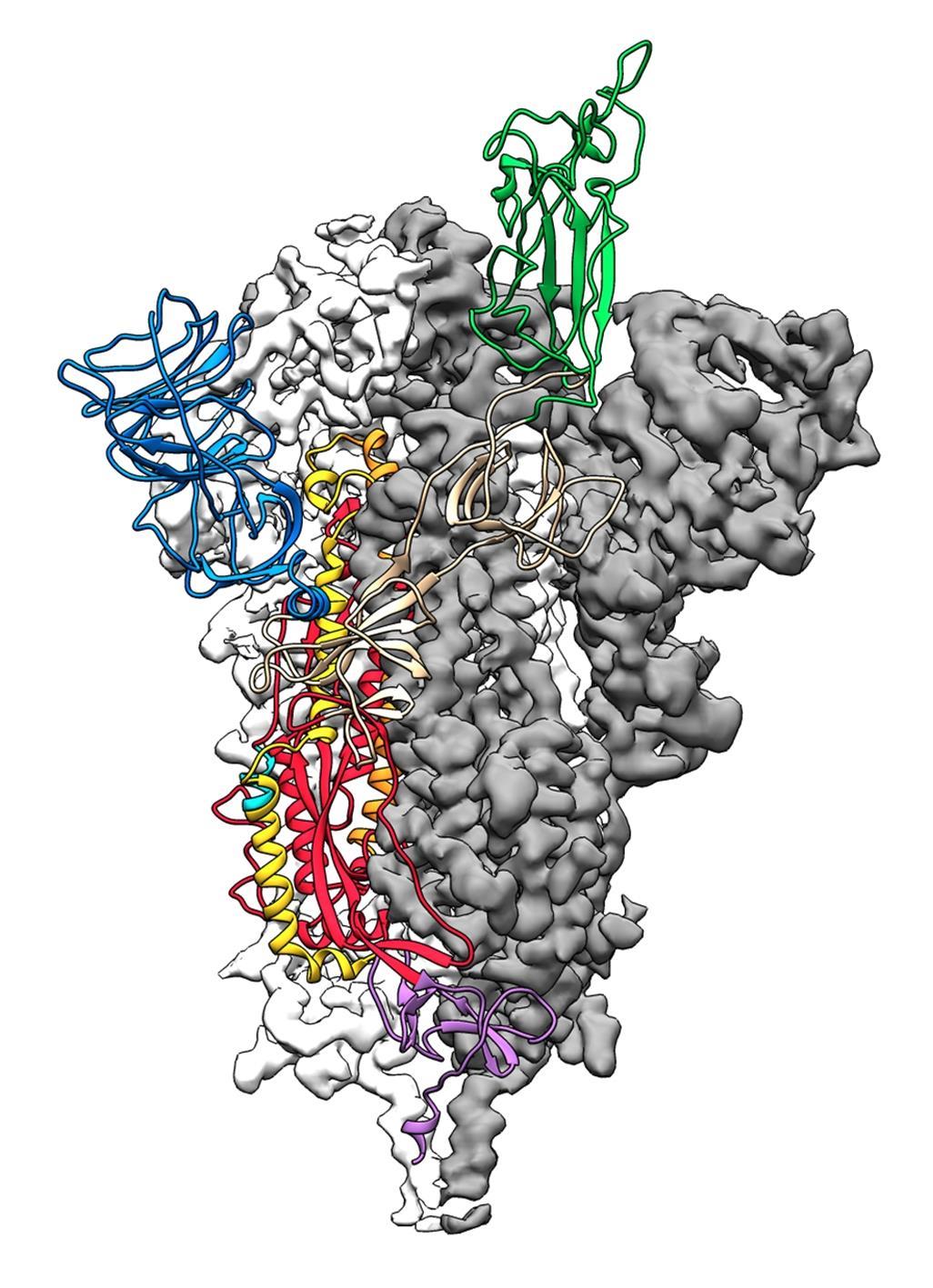 Detailed 3D coronavirus spike map offers hope for vaccine development ...