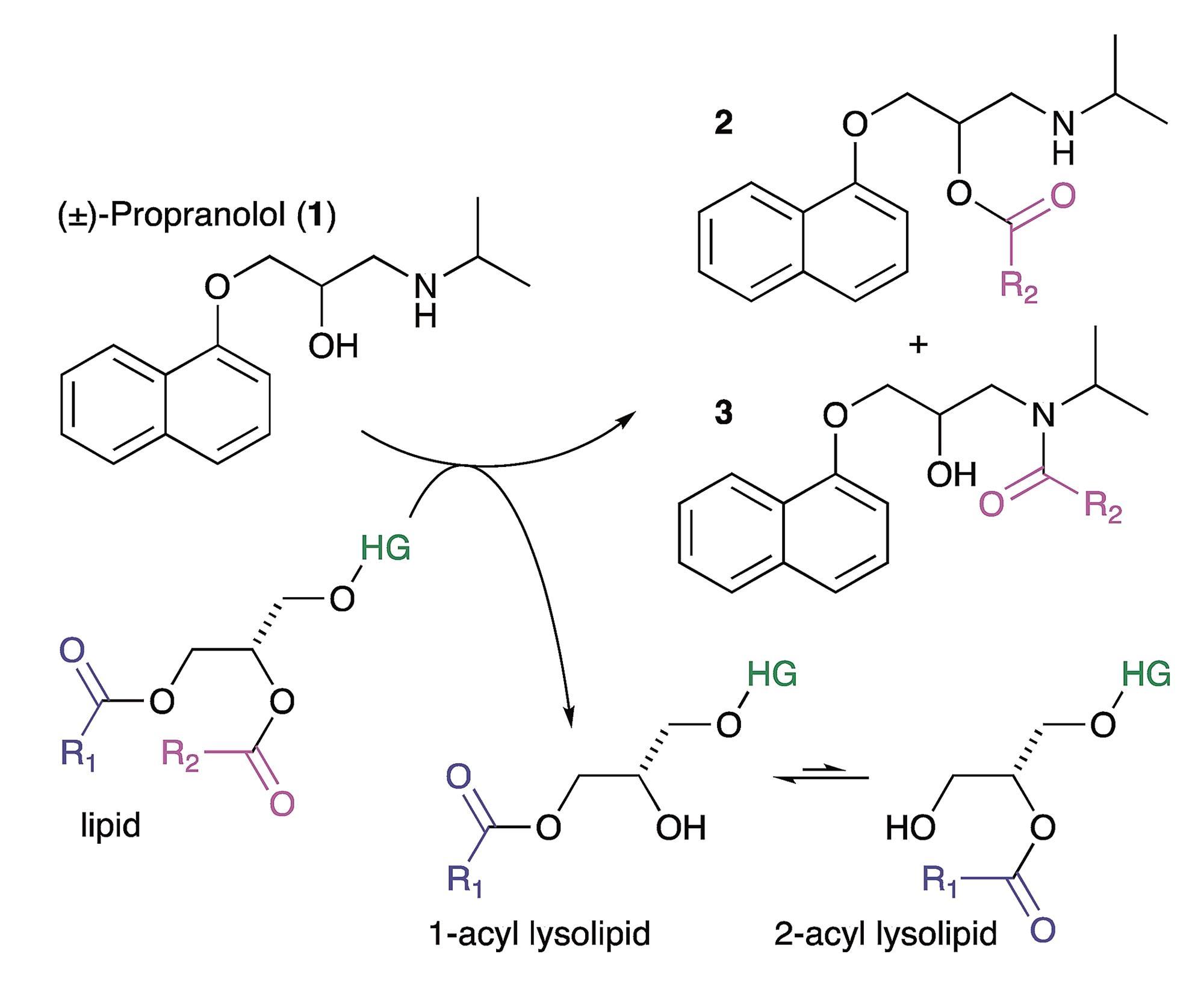 Blood pressure drug reacts with membrane lipids | Research | Chemistry ...
