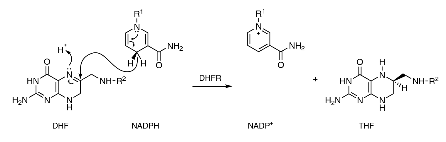Trapped enzyme reveals its unexpected shape-shifting ability | Research ...