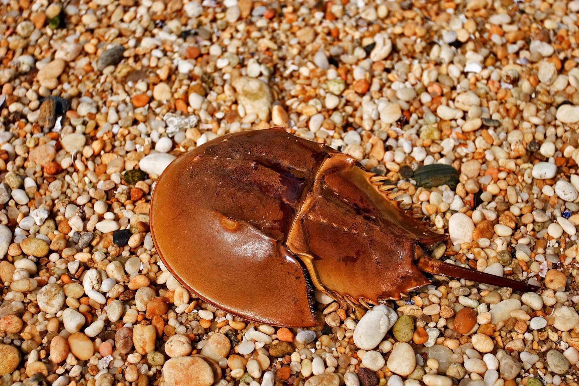 Limulus Amebocyte Lysate | Podcast | Chemistry World