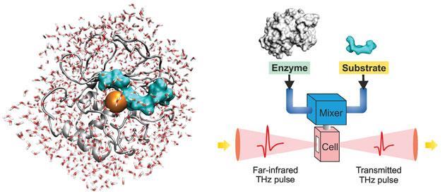A matter of solvation | Feature | Chemistry World