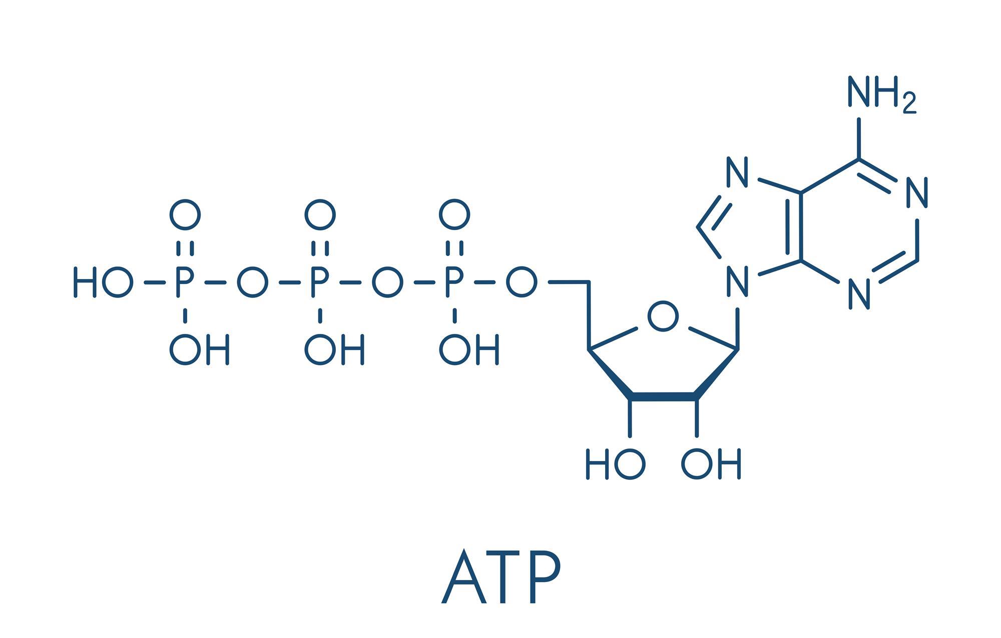 Adenosine triphosphate | Podcast | Chemistry World
