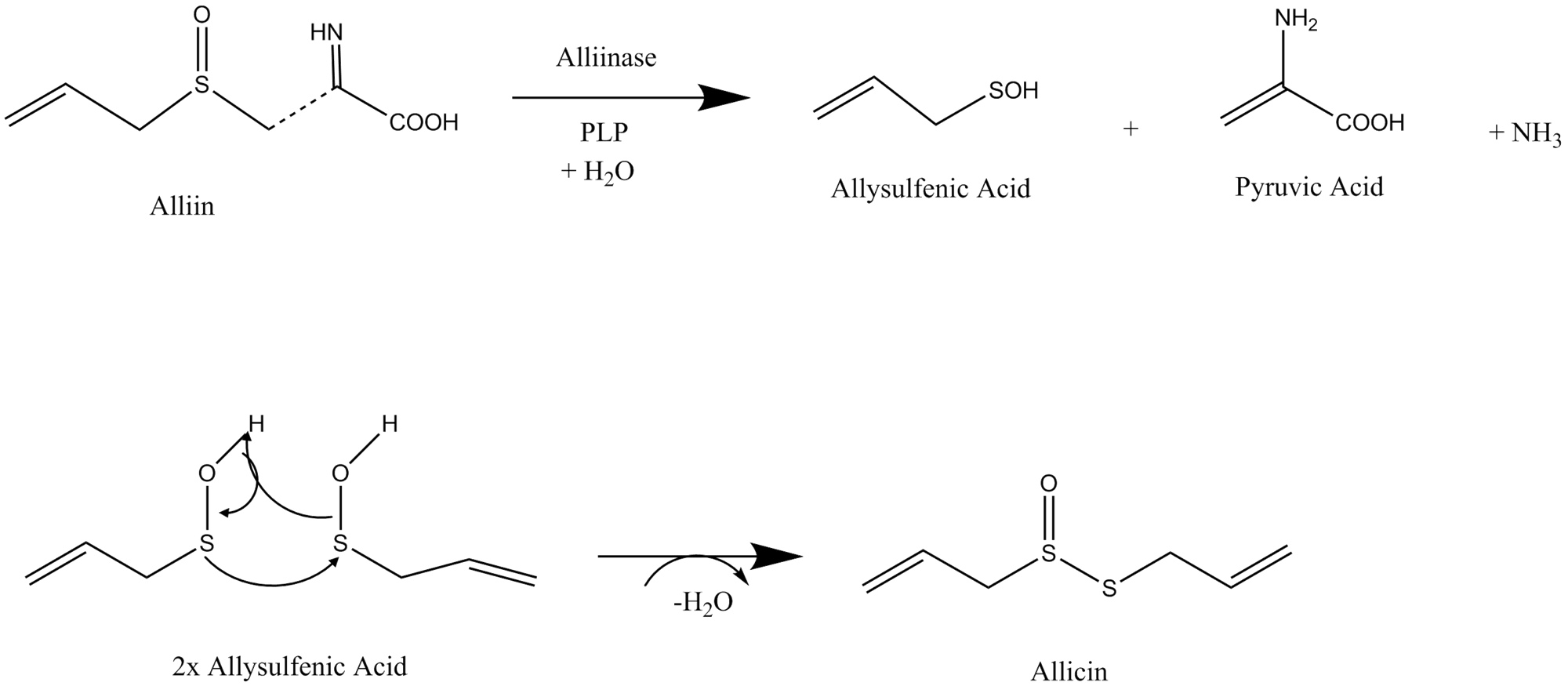 Allicin | Podcast | Chemistry World