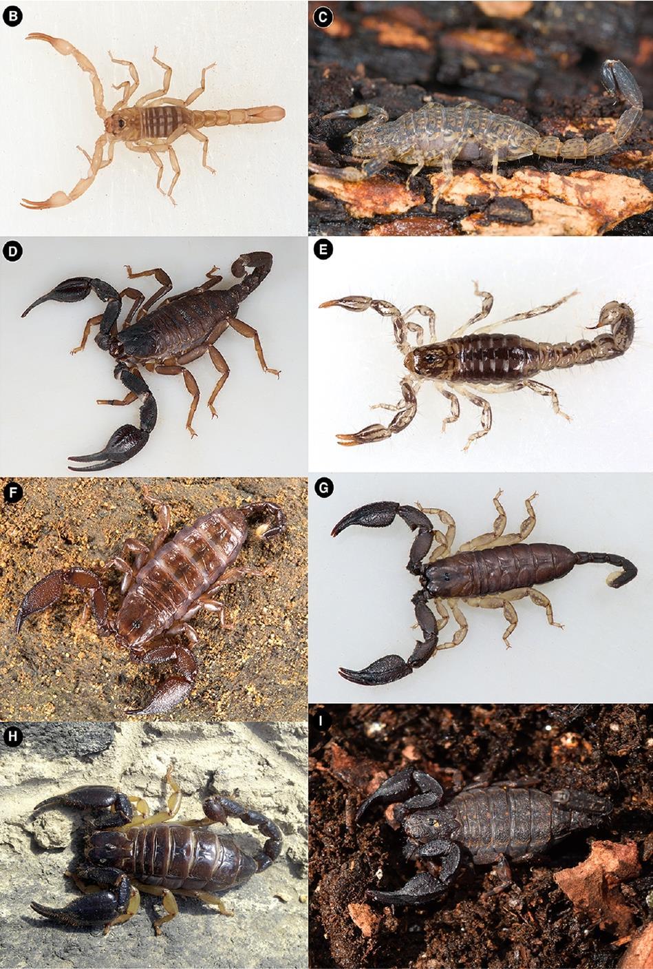 Venom peptides reveal secrets of scorpion evolution | Research ...