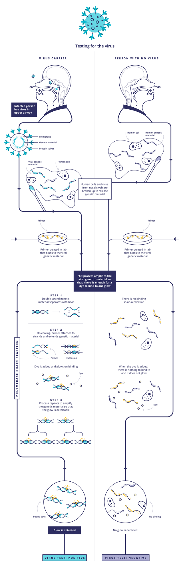Explainer: The science of Covid-19 testing | News | Chemistry World