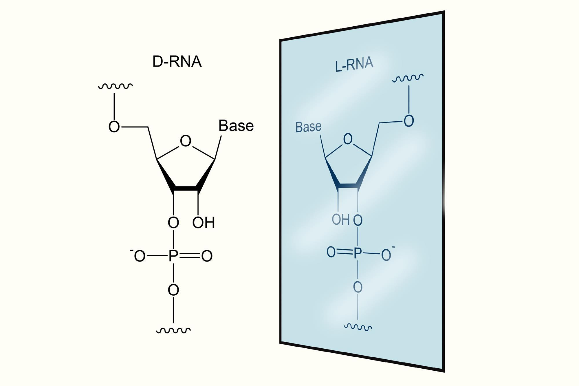 oligonucleotide structure and function