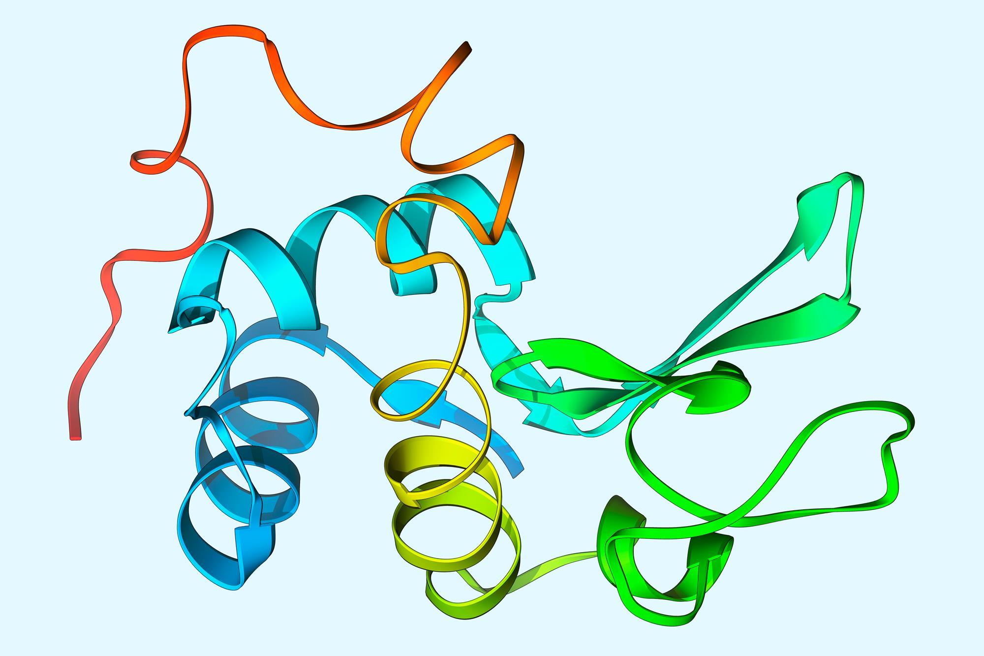 Protein Molecule Model
