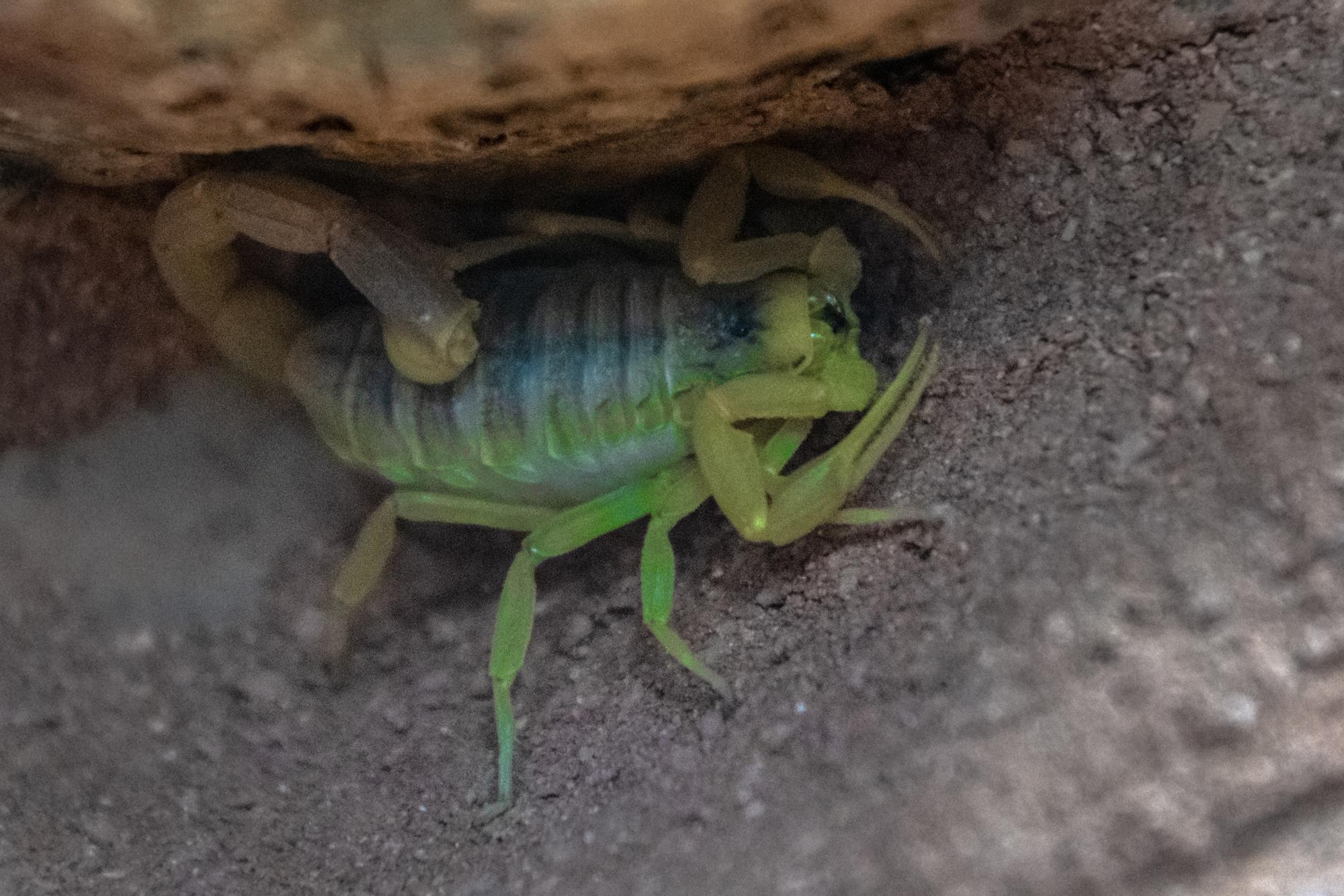 Scorpion Stinging Itself