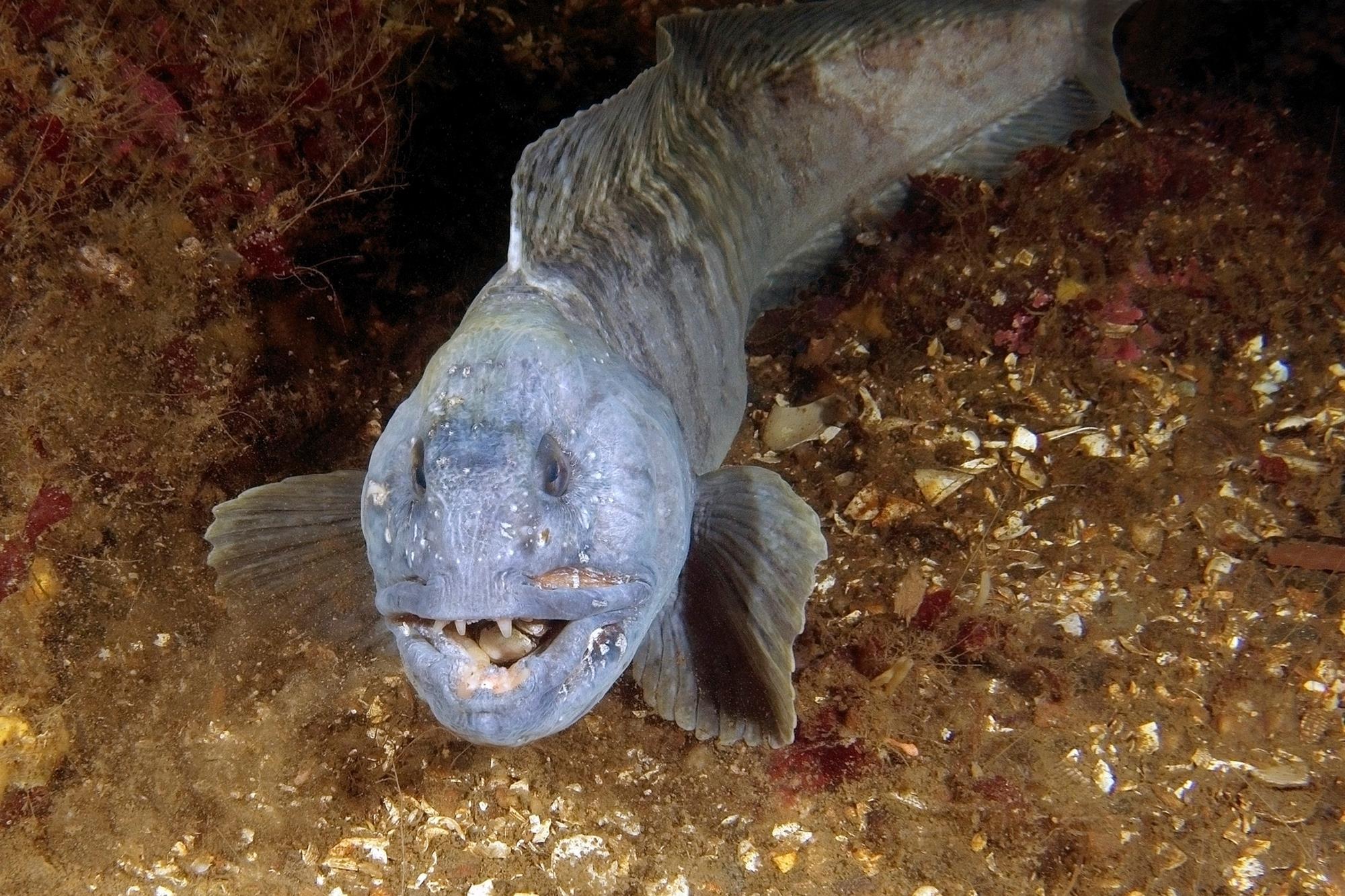 atlantic wolffish bite force