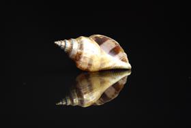 Anna Demming | Author | Chemistry World