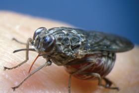 Charlie Quigg | Author | Chemistry World