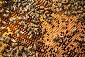 All bees articles | Chemistry World