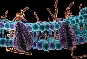 All lipids articles | Chemistry World