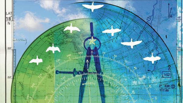 Nature's navigation system | Feature | Chemistry World