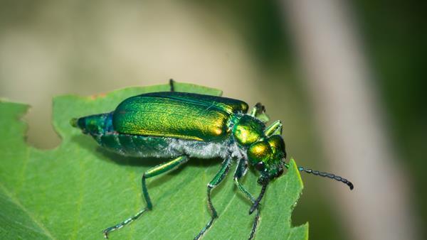 Spanish fly | Podcast | Chemistry World