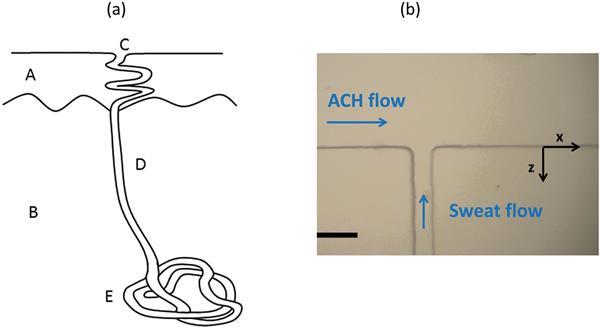Sweat pore mimic unblocks perspiration theory | Research | Chemistry World