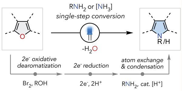 Atom-swapping reaction turns furans into pyrroles | Research ...