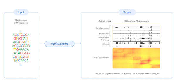 Google’s AlphaGenome wants to do for DNA what AlphaFold did for ...