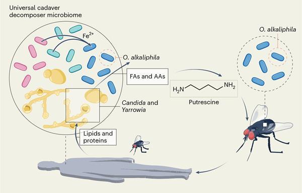 Human decomposition driven by unique community of microbes | Research ...