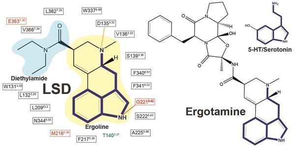 Crystal Structure Lifts Lid On Lsds Secrets Research Chemistry World