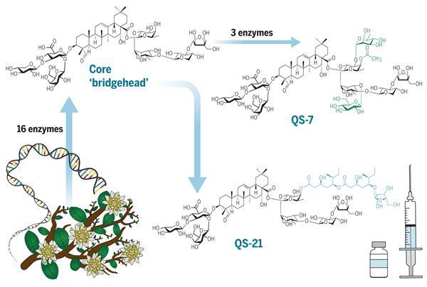 Soapbark tree’s biosynthetic pathway for vaccine adjuvant saponins ...