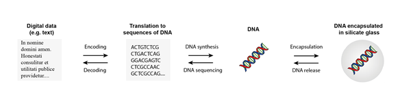 Is DNA the future of digital data storage? | Feature | Chemistry World